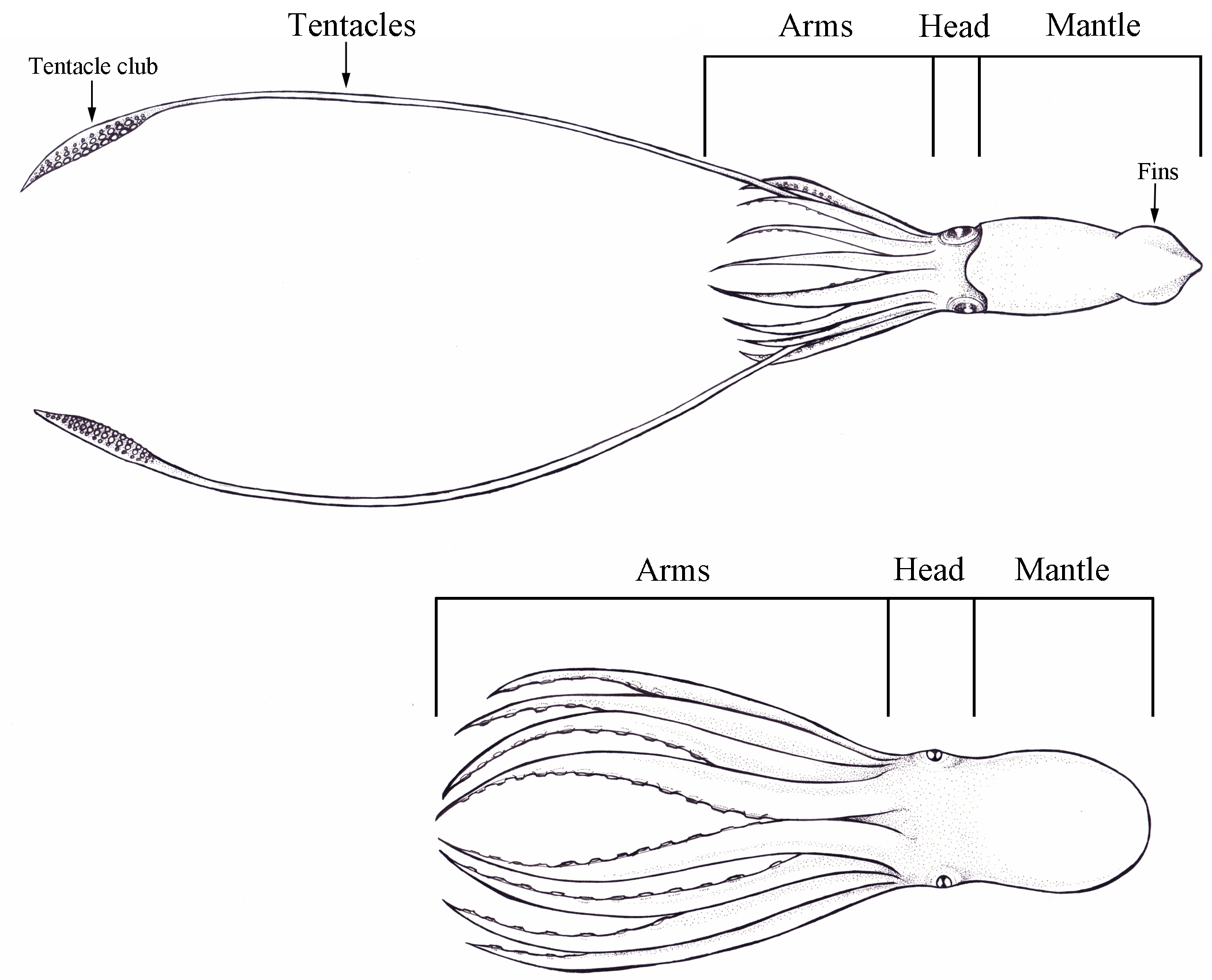 Squids, octopuses and lots of ink – Journal of Geek Studies