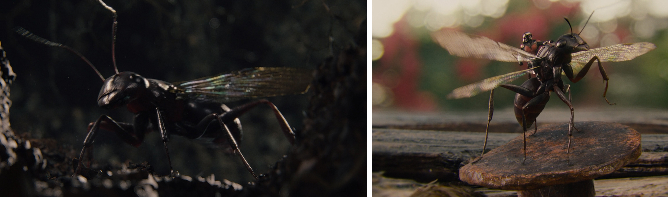 Ants in the Ant-Man movie, with biological notes – Journal of Geek Studies