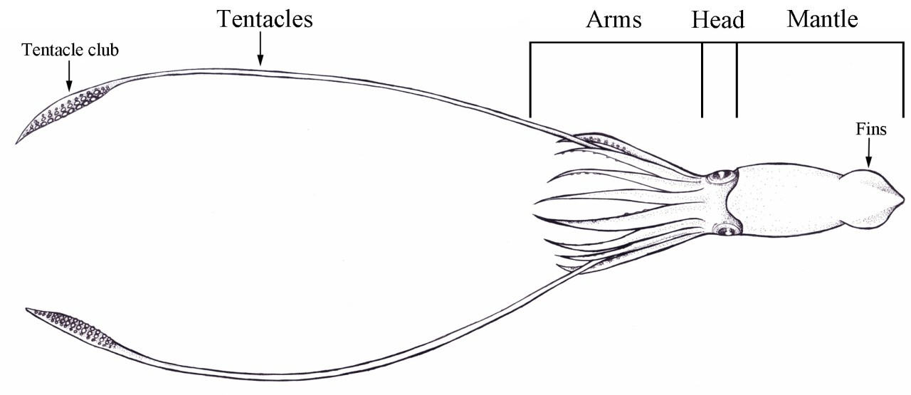 One squid to rule them all – Journal of Geek Studies