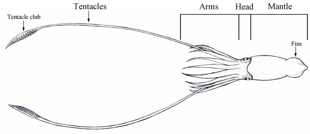 One squid to rule them all – Journal of Geek Studies