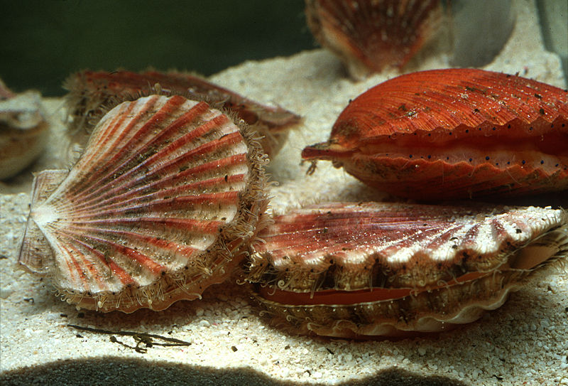 Pokémollusca: the mollusk-inspired Pokémon – Journal of Geek Studies