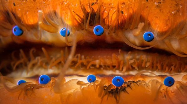 Pokémollusca: the mollusk-inspired Pokémon – Journal of Geek Studies