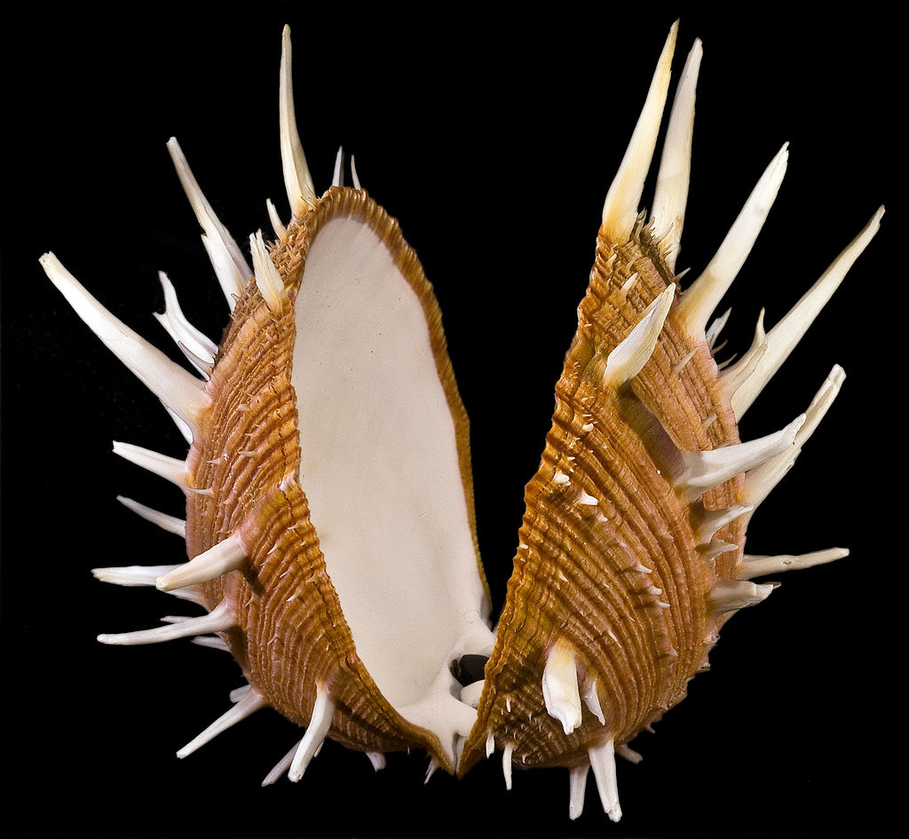 Pokémollusca: the mollusk-inspired Pokémon – Journal of Geek Studies