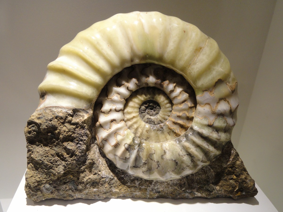 Pokémollusca: the mollusk-inspired Pokémon – Journal of Geek Studies