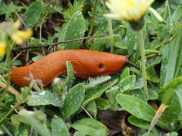 Pokémollusca: the mollusk-inspired Pokémon – Journal of Geek Studies