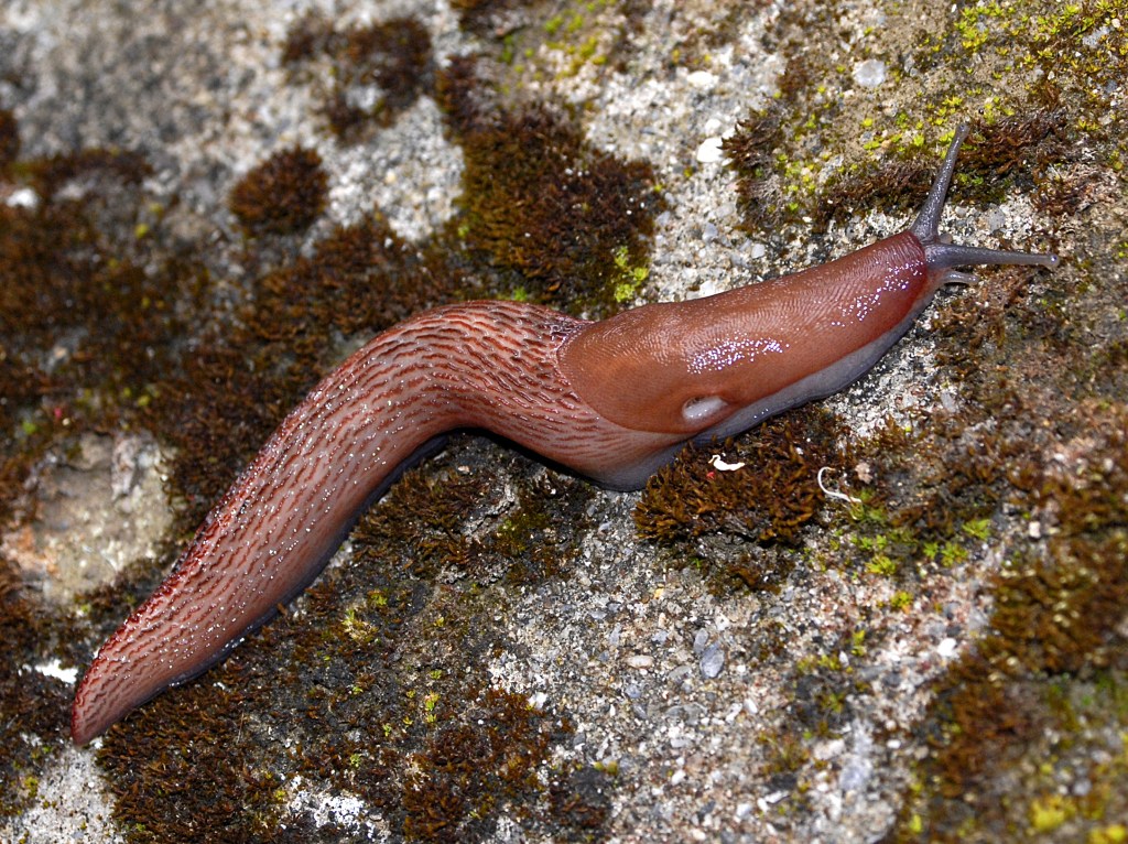Pokémollusca: the mollusk-inspired Pokémon – Journal of Geek Studies
