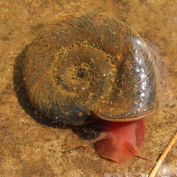 Pokémollusca: the mollusk-inspired Pokémon – Journal of Geek Studies