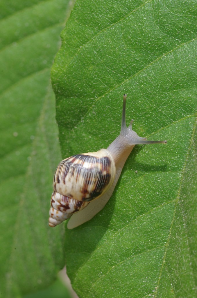 Pokémollusca: the mollusk-inspired Pokémon – Journal of Geek Studies