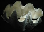 Pokémollusca: the mollusk-inspired Pokémon – Journal of Geek Studies