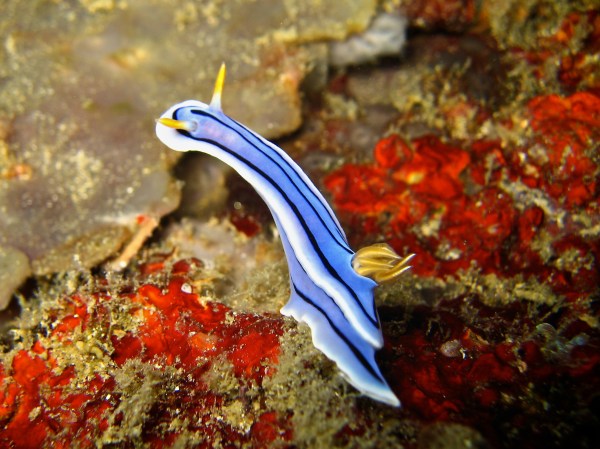 Pokémollusca: the mollusk-inspired Pokémon – Journal of Geek Studies
