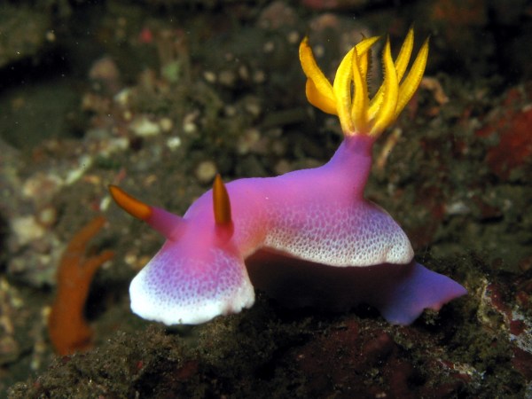 Pokémollusca: the mollusk-inspired Pokémon – Journal of Geek Studies