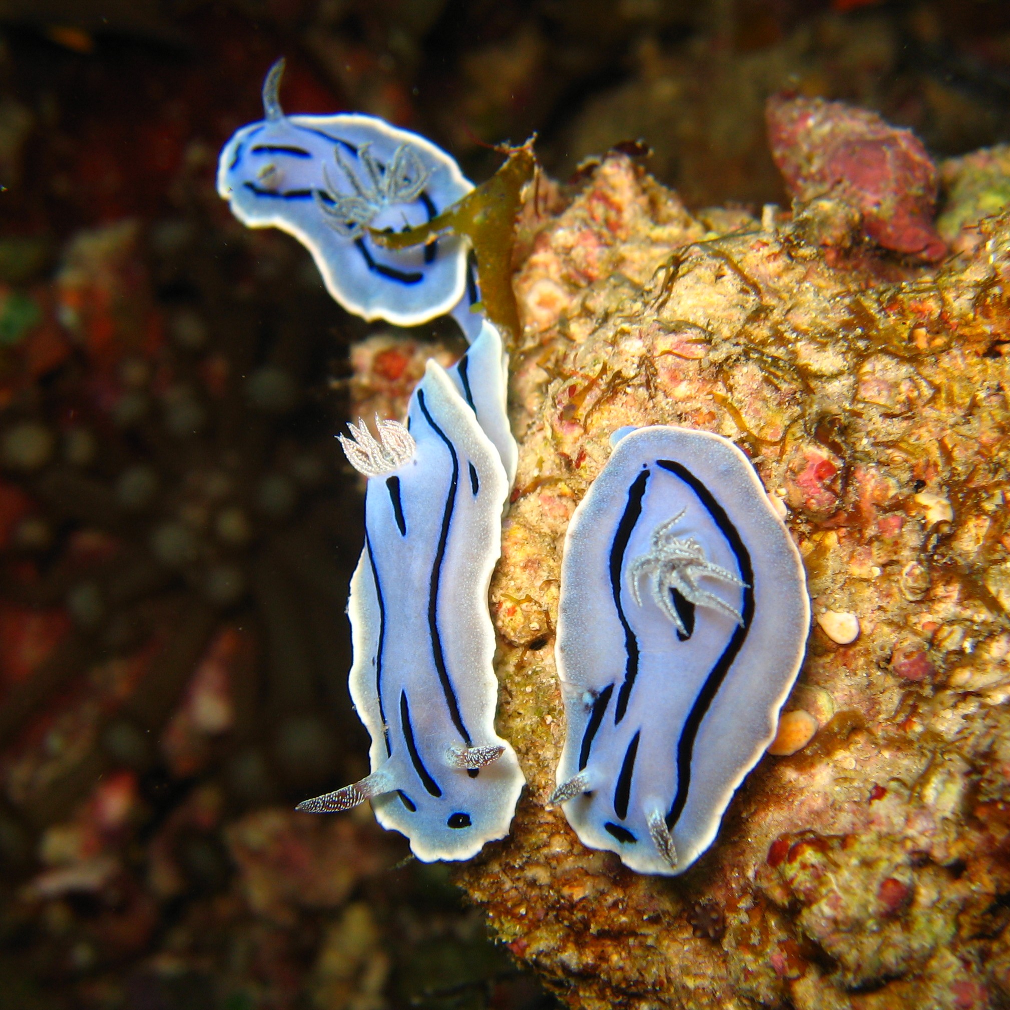 Pokémollusca: the mollusk-inspired Pokémon – Journal of Geek Studies