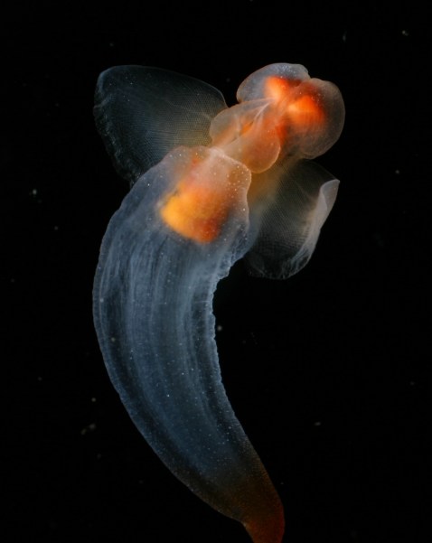 Pokémollusca: the mollusk-inspired Pokémon – Journal of Geek Studies