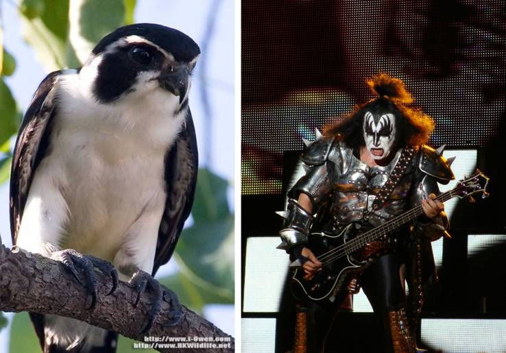 Bird biodiversity in heavy metal songs – Journal of Geek Studies