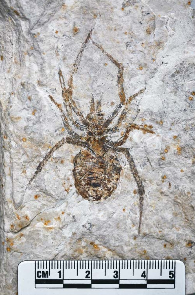 Fossil Pokémon and the foibles of Paleontology – Journal of Geek Studies
