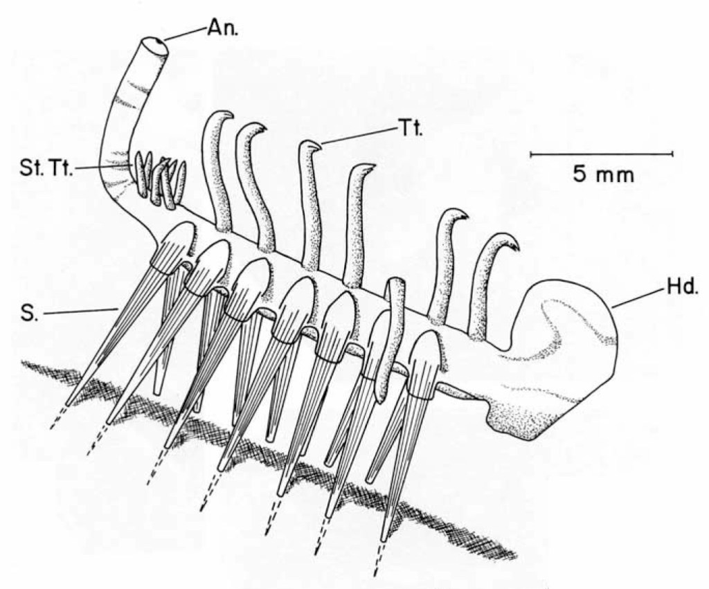 Fossil Pokémon and the foibles of Paleontology – Journal of Geek Studies