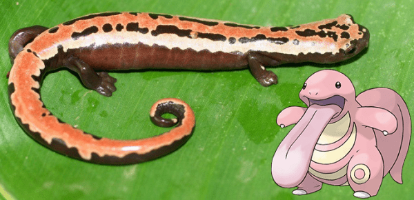 What’s your favourite Pokémon? Pocket monster popularity reflects ...