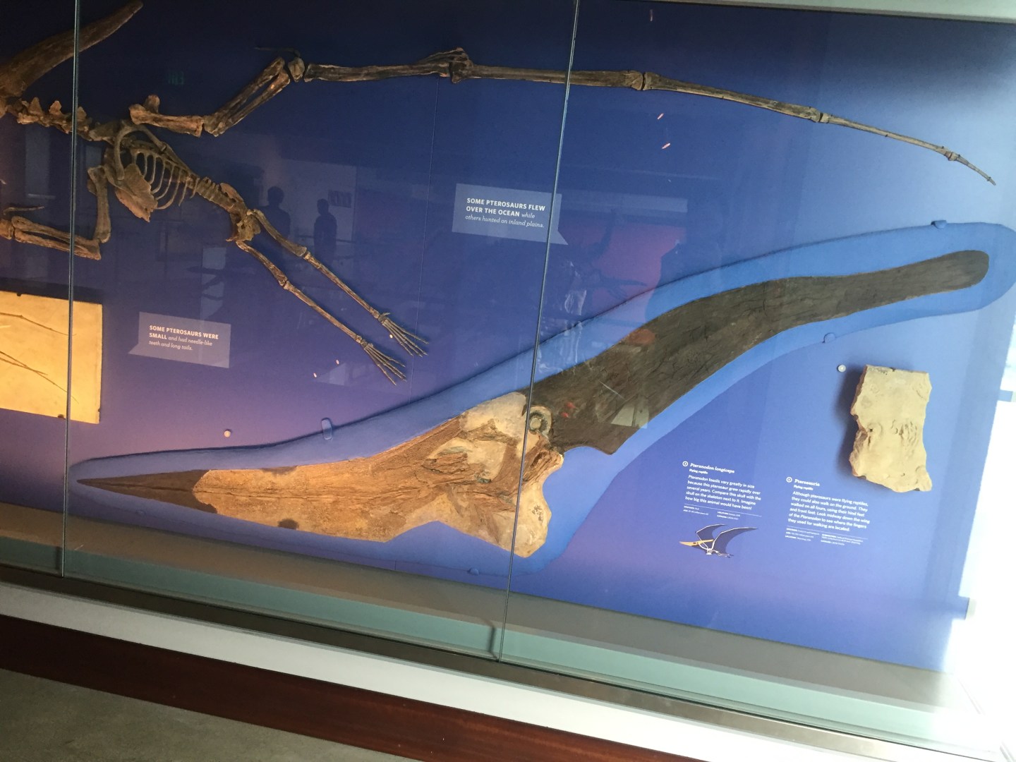 The One Born of Fire: a pterosaurological analysis of Rodan – Journal ...
