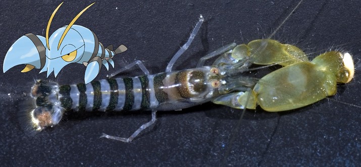 Pokécrustacea: the crustacean-inspired Pokémon – Journal of Geek Studies
