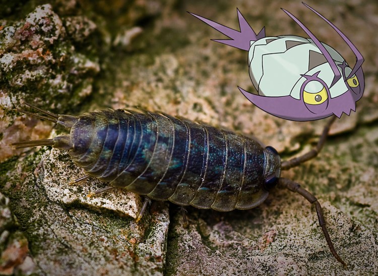 Pokécrustacea: the crustacean-inspired Pokémon – Journal of Geek Studies