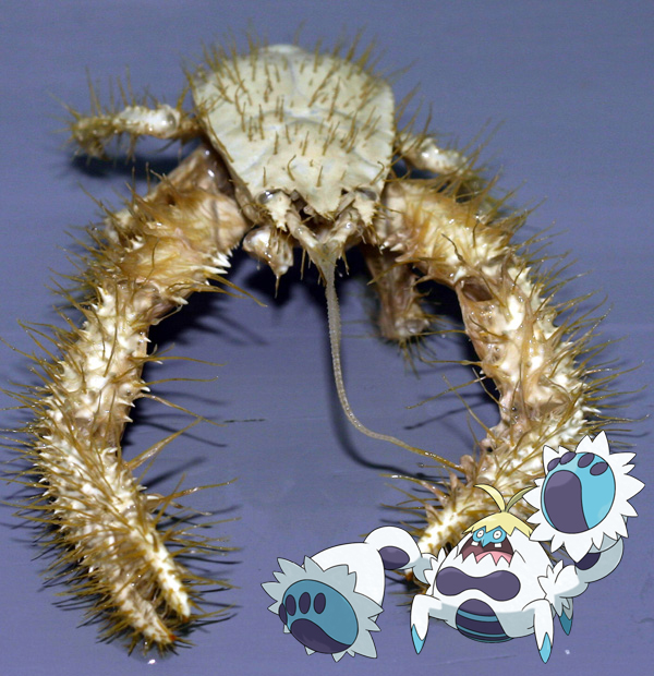 Pokécrustacea: the crustacean-inspired Pokémon – Journal of Geek Studies