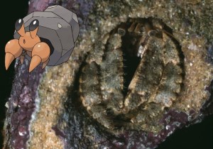 Pokécrustacea: the crustacean-inspired Pokémon – Journal of Geek Studies