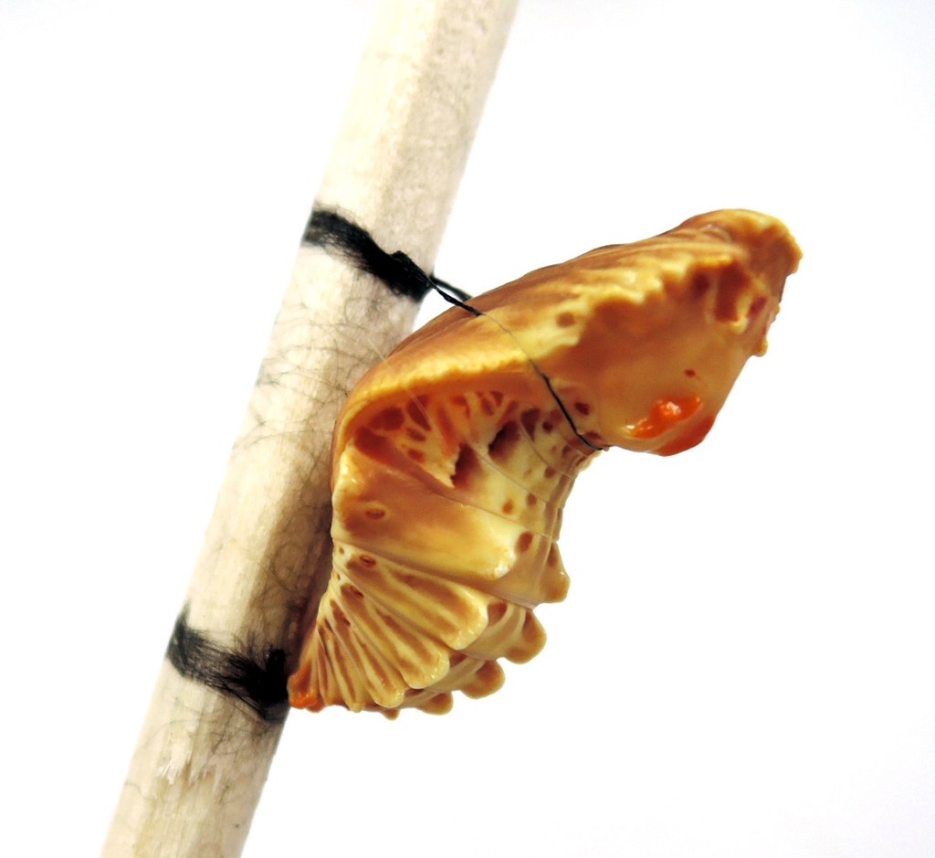 Cultural lepidopterology in modern Japan: butterflies as spiritual ...