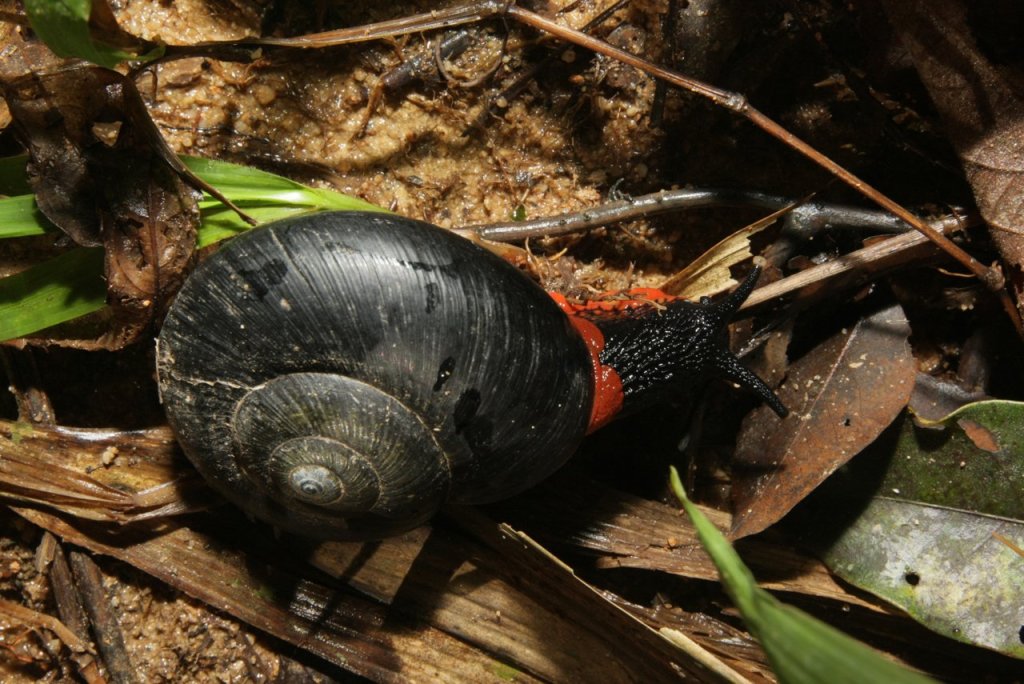 The giant snails of ARK: Survival Evolved – Journal of Geek Studies