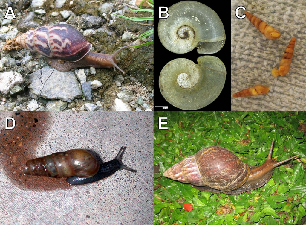 The giant snails of ARK: Survival Evolved – Journal of Geek Studies