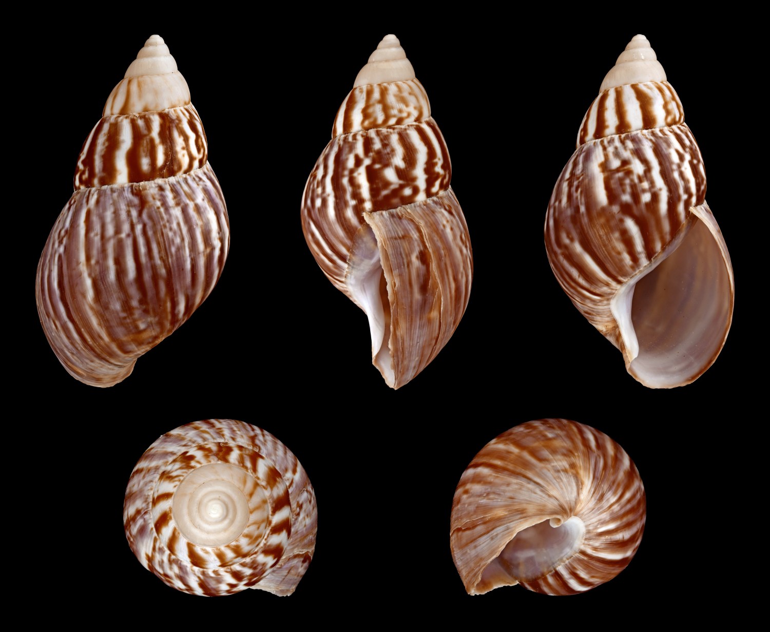 The giant snails of ARK: Survival Evolved – Journal of Geek Studies