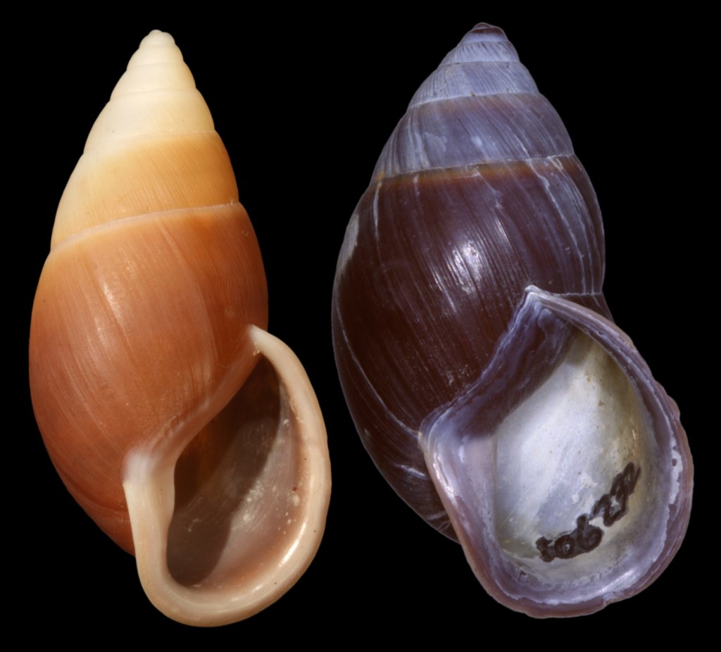 The giant snails of ARK: Survival Evolved – Journal of Geek Studies