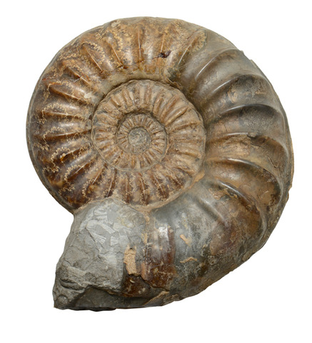 Mary Anning: fossil collector, paleontologist, and heroic spirit ...