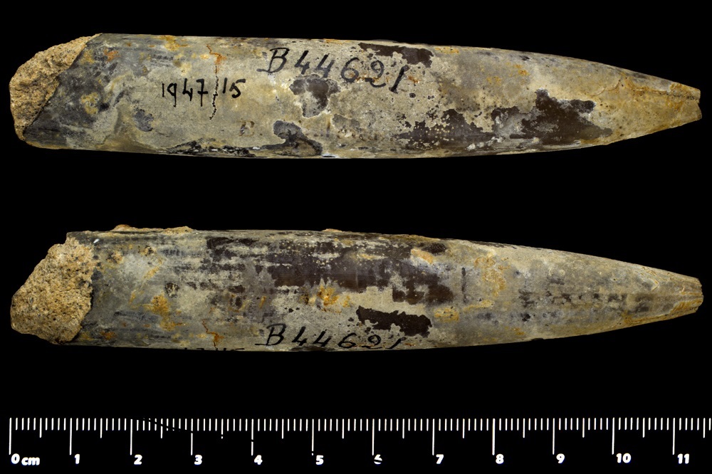 Mary Anning: fossil collector, paleontologist, and heroic spirit ...