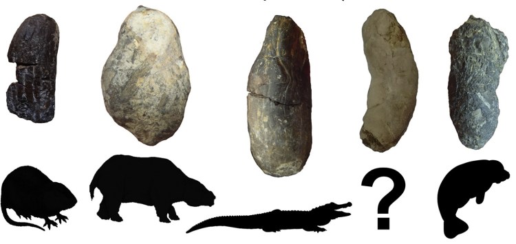 Mary Anning: fossil collector, paleontologist, and heroic spirit ...