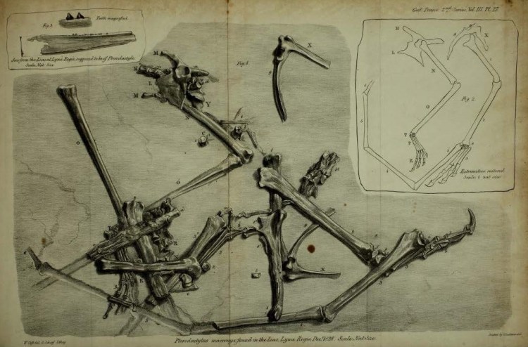 Mary Anning: fossil collector, paleontologist, and heroic spirit ...