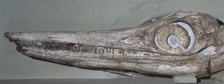 Mary Anning: fossil collector, paleontologist, and heroic spirit ...