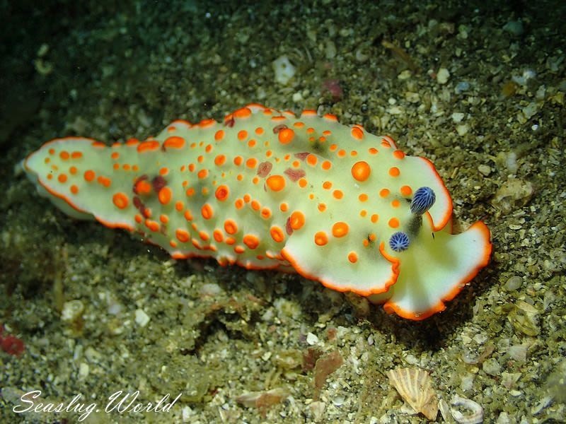 The sea slugs of Shiroi Suna no Aquatope – Journal of Geek Studies