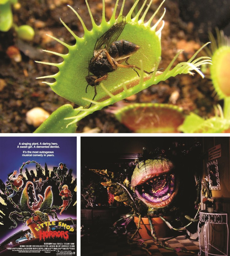 Killer plants and fungi in horror cinema – Journal of Geek Studies