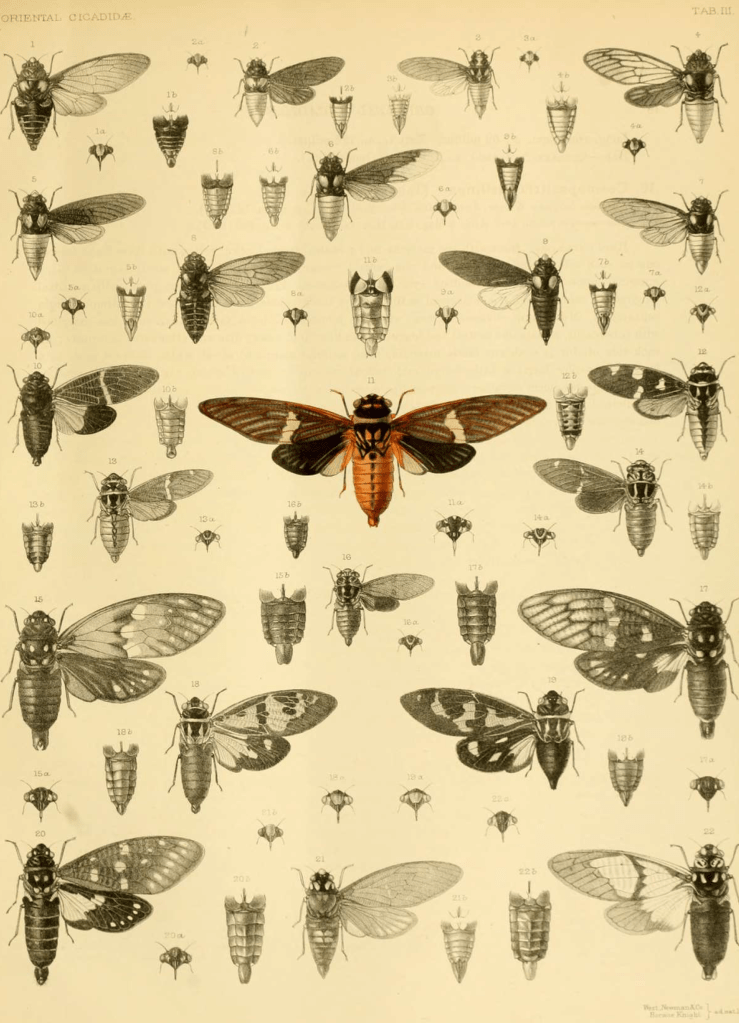 Cicadas in Japanese video games and anime – Journal of Geek Studies