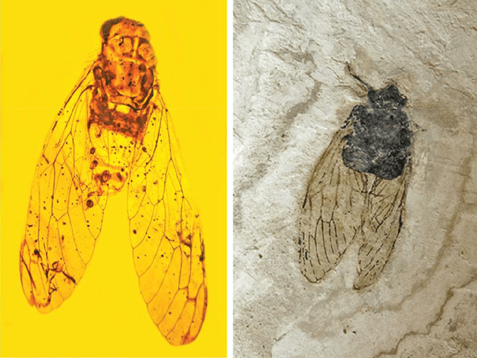 Cicadas in Japanese video games and anime – Journal of Geek Studies