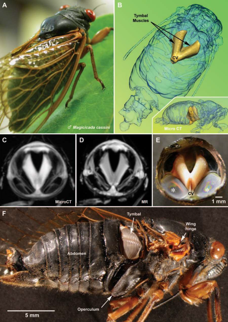 Cicadas in Japanese video games and anime – Journal of Geek Studies