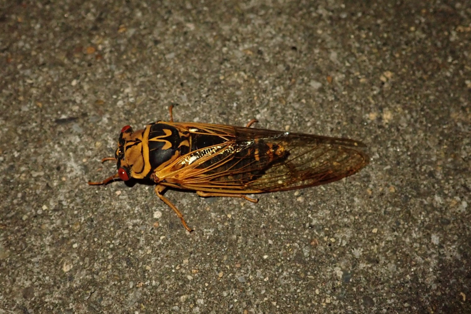 Cicadas in Japanese video games and anime – Journal of Geek Studies