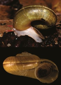 The snails of Super Mario Bros. Wonder – Journal of Geek Studies