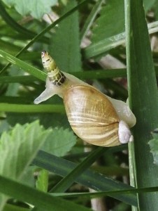 The snails of Super Mario Bros. Wonder – Journal of Geek Studies