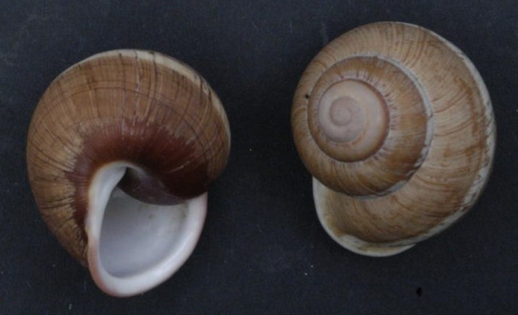 The snails of Super Mario Bros. Wonder – Journal of Geek Studies