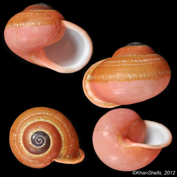 The snails of Super Mario Bros. Wonder – Journal of Geek Studies