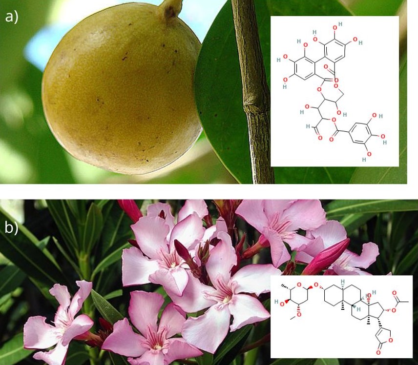 Scarlet Rot: a biological exploration of Elden Ring’s decaying disease ...